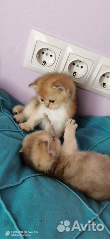 Шикарные котята британской породы