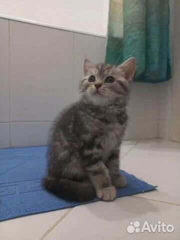 Котенок скотиш страйт шотландский прямоухий