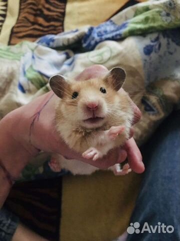 Сирийский хомяк девочка