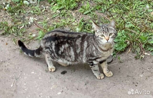 Котята погибают