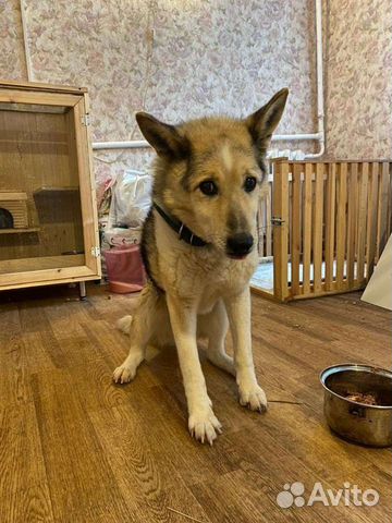 Трогательная собачка Найда ищет Семью и Дом