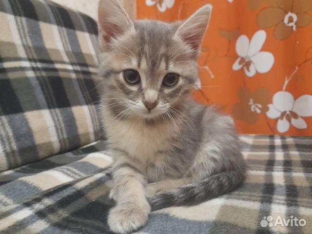 Котята в дар