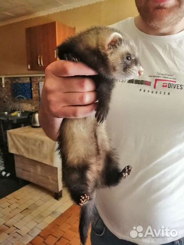 Домашний хорек