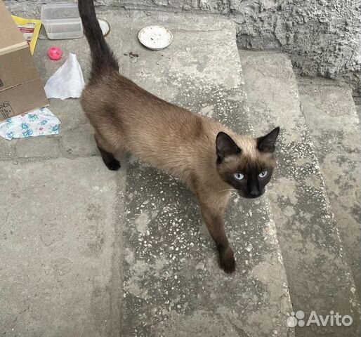 Кошка молодая бесплатно