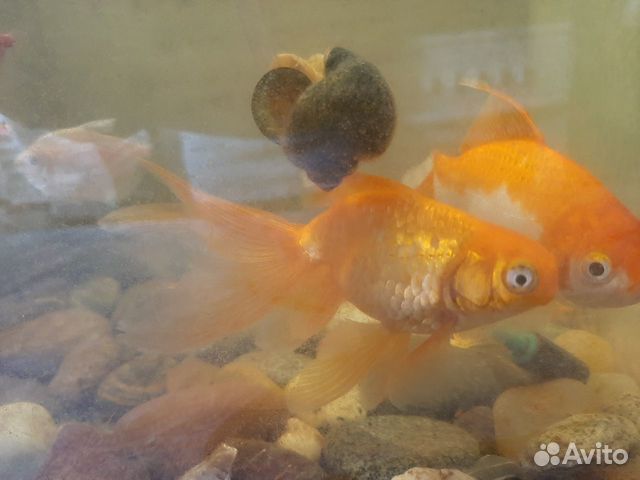 Аквариум с рыбами продам