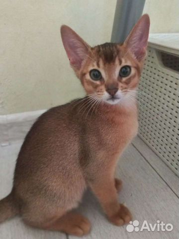 Абиссинский котёнок