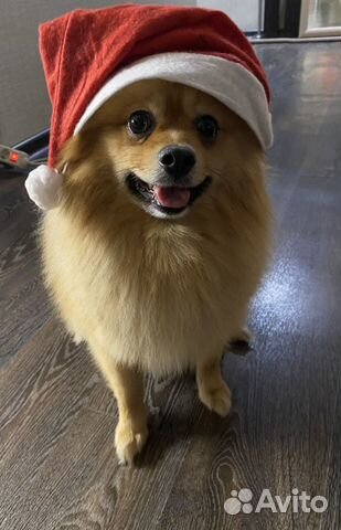 Собака немецкий шпиц вязка