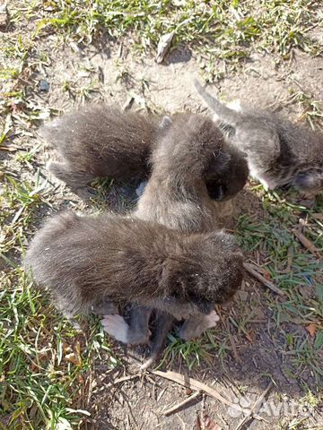 Котята 4шт бесплатно