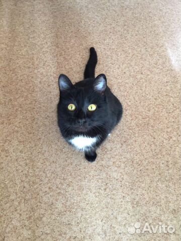 Черная красавица