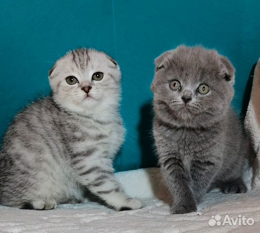 Вислоухие котята
