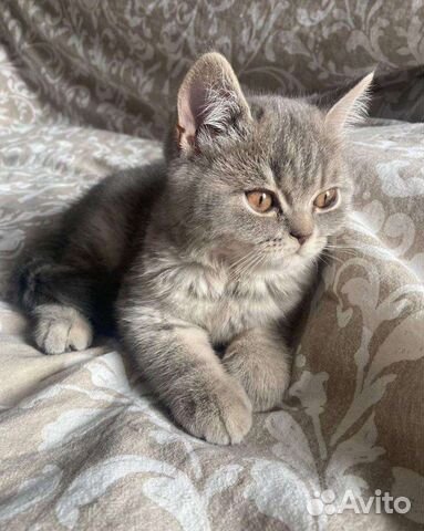 Шотландский котенок девочка