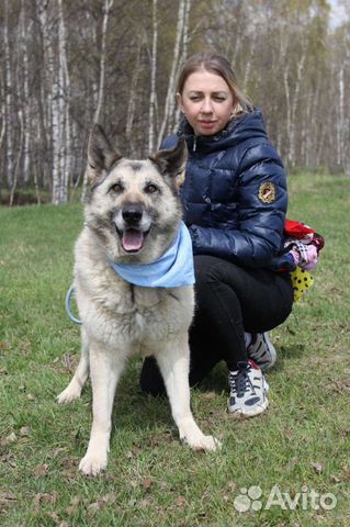 Собака в ожидании стать домашней