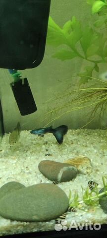 Синие гуппи