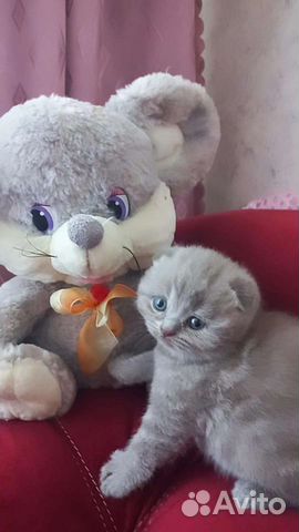 Британский котенок