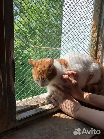 Кот кастрирован, привит