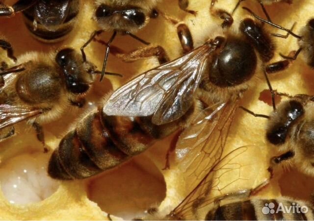 Пчеломатки карника