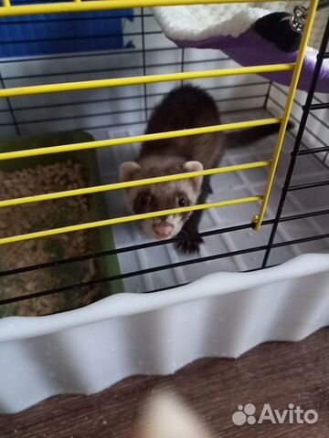 Хорек с клеткой