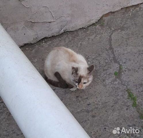 Помогите найти кошечке дом