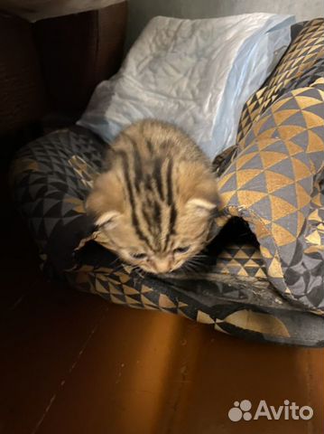 Продам британских котят