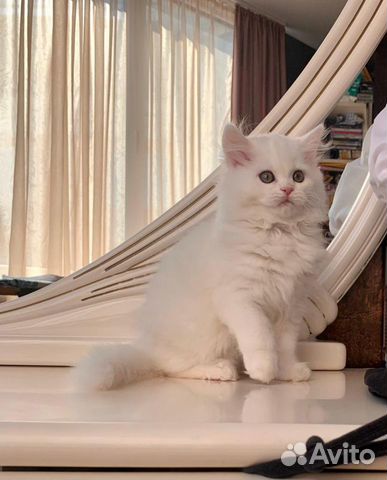 Белоснежные малыши