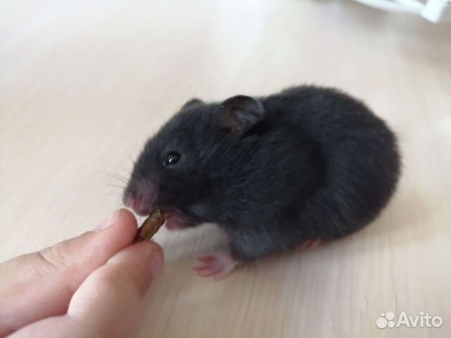 Сирийский Ангорский хомяк мальчики и мальчики