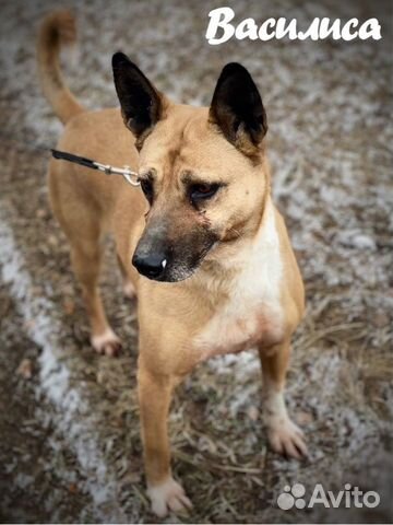 Собака плачет в приюте