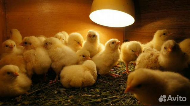 Цыплята суточные Ломан Браун