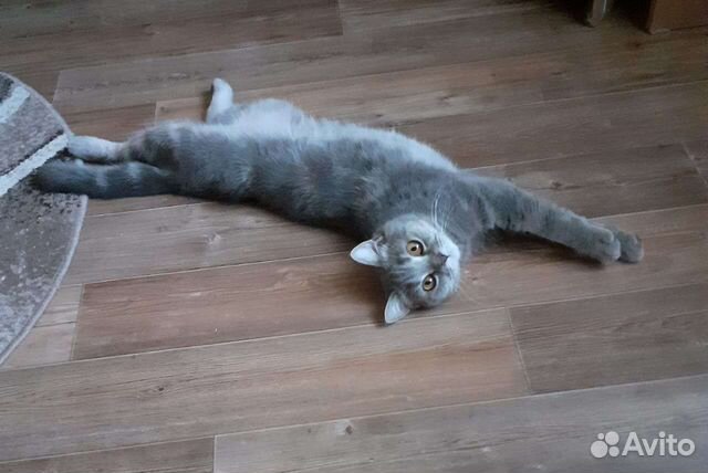 Кошка Британка прямоухая