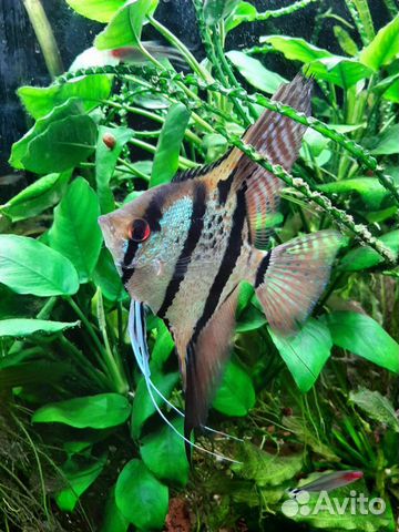 Скалярии Рио-Нанай