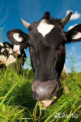 Корова дойная