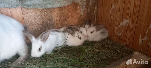 Кролик 1 мес самочки и самцы