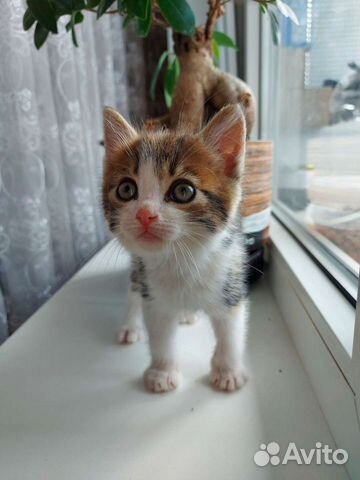 Отдаю котёнка в добрые руки