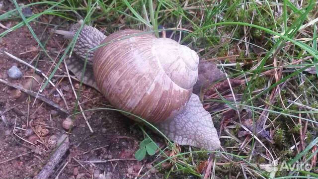 Улитки виноградные