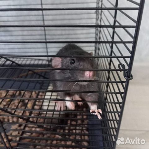 Крыски дамбо
