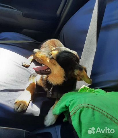 Щенок 7 месяцев