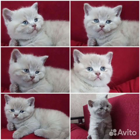 Британская