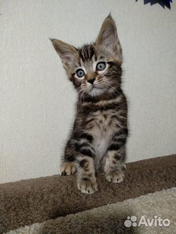 Котята Чаузи