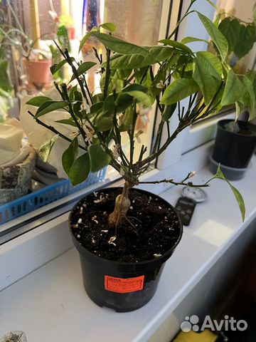 Отдам/продам растения