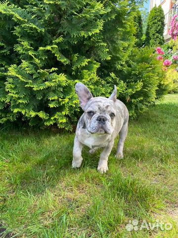 Французский эксклюзив