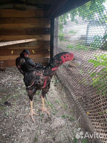 Бойцовые петухи