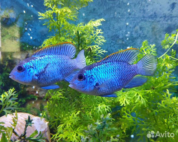 Наннакара неоновая