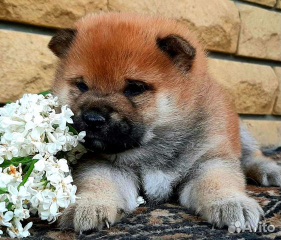 Шоу девочка Сиба резерв Nippo