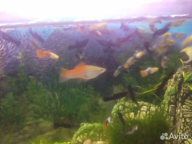 Аквариумные рыбки