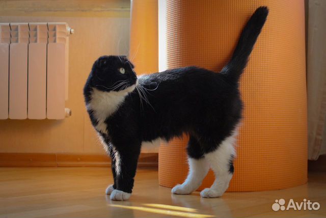 Кошка метис скотиш фолд