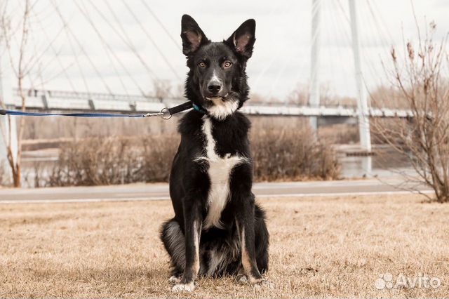 Марсель ищет дом