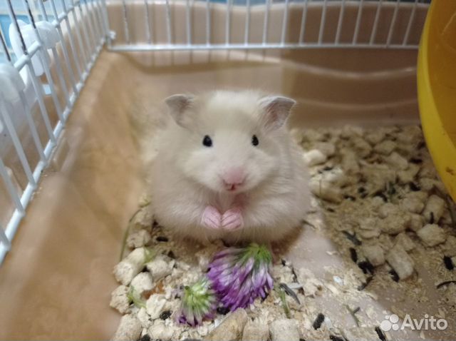 Сирийский хомяк возраст 1 месяц