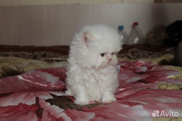 Персидские котята