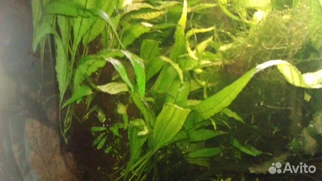 Папоротник тайландский (крыловидный)