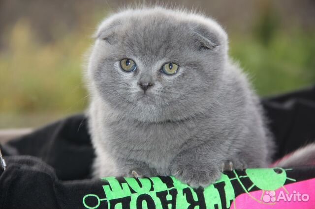 Вислоухие котята