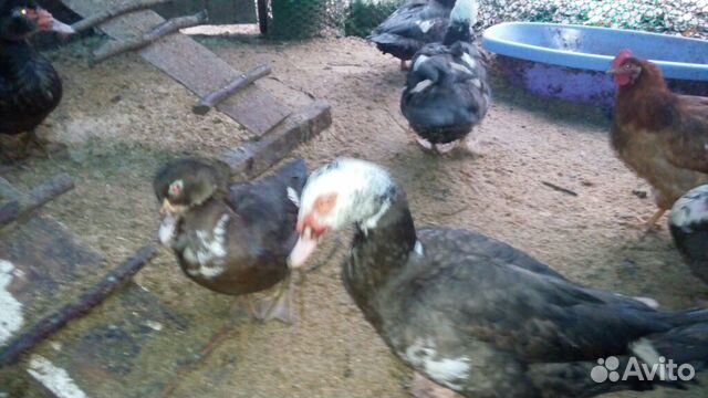 Семьи идоутк